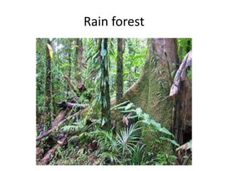 ppt Rain forest merry | PPT