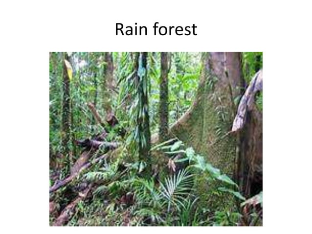 ppt Rain forest merry | PPT