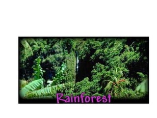 ppt Rain forest merry | PPT