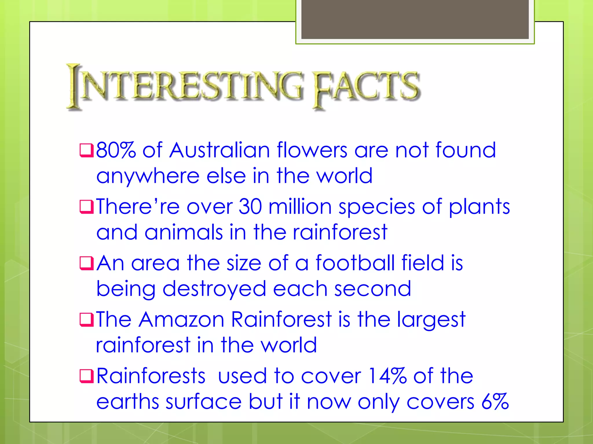 Rainforest Rachel | PPT