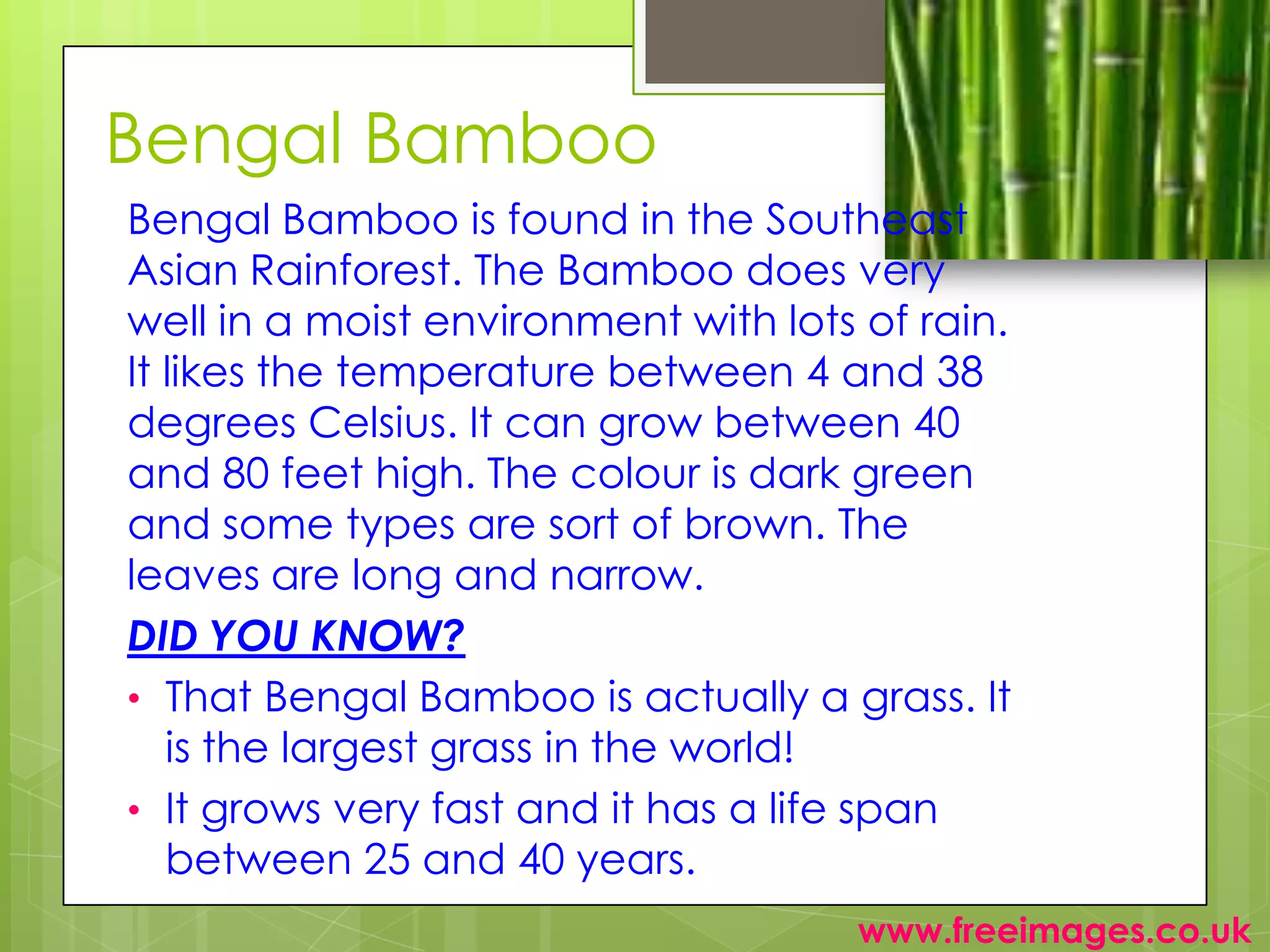 Rainforest Rachel | PPT