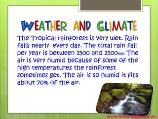 Rainforest Rachel | PPTX | South America Travel | Travel Locations