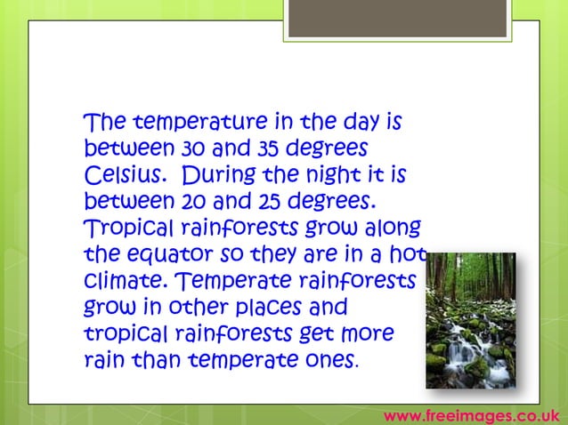 Rainforest Rachel | PPT