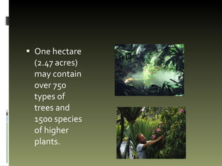 Rainforest powerpoint[1] | PPT