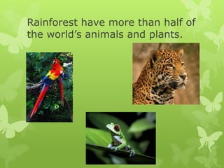 Rainforest power point for 7th grade students. | PPTX