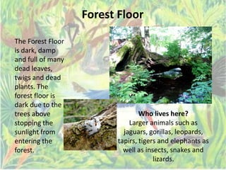 Rainforest Ppp | PPTX