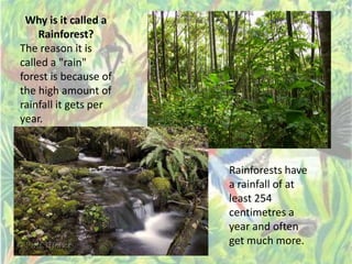 Rainforest Ppp | PPTX