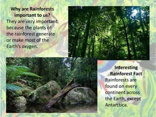 Rainforest Ppp | PPTX