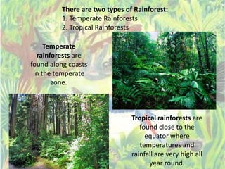 Rainforest Ppp | PPTX