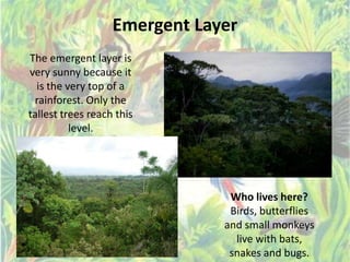 Rainforest Ppp | PPTX