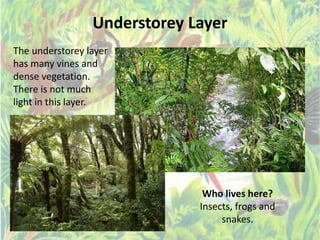 Rainforest Ppp | PPTX