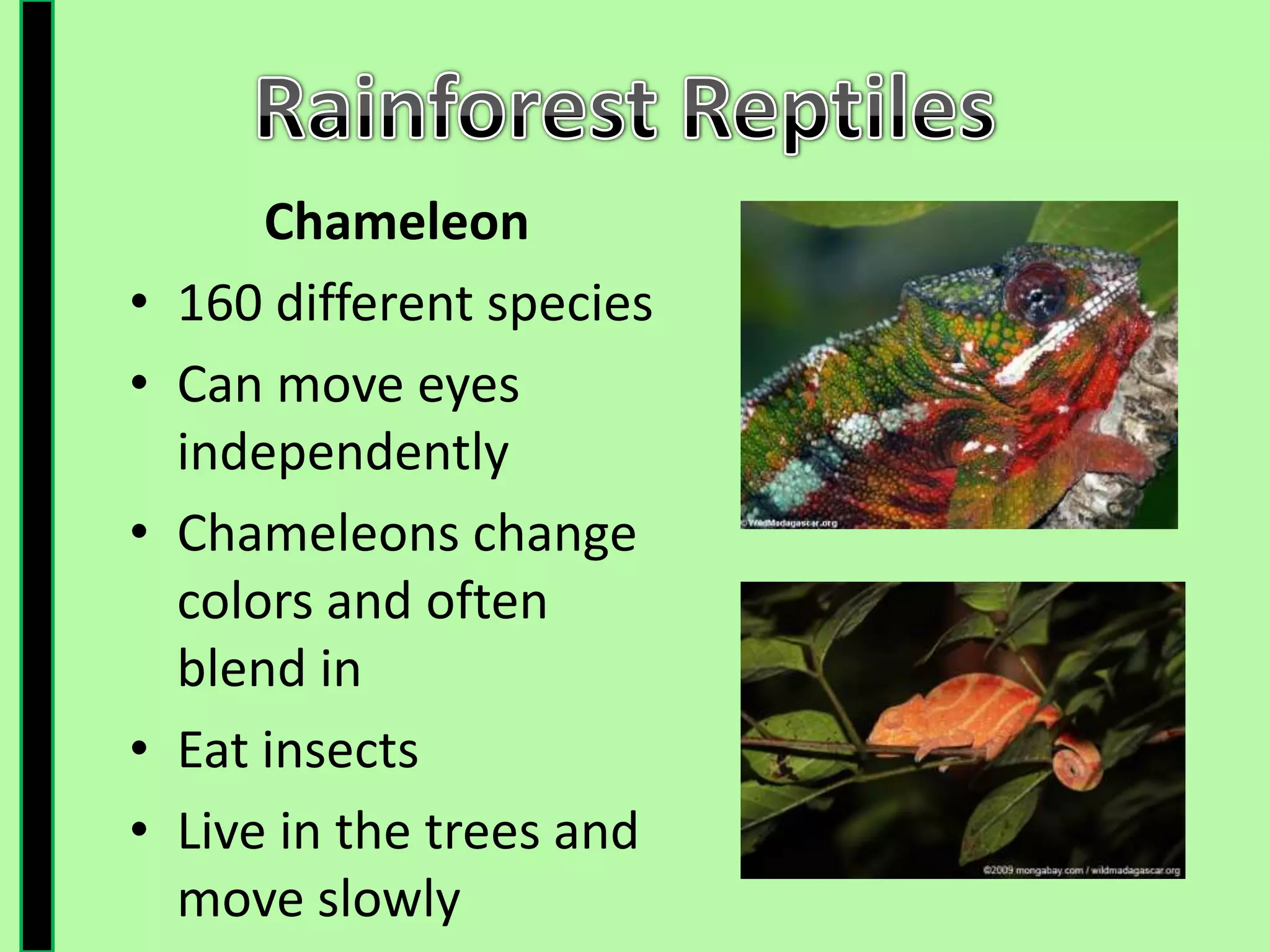 Rainforest Presentation | PPTX