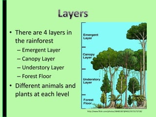 Rainforest Presentation | PPTX