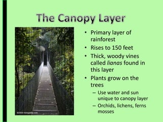 Canopy Layer Facts