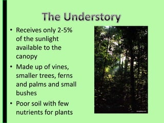 Rainforest Presentation | PPTX