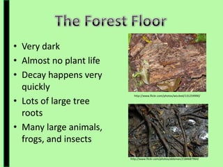Rainforest Presentation | PPTX