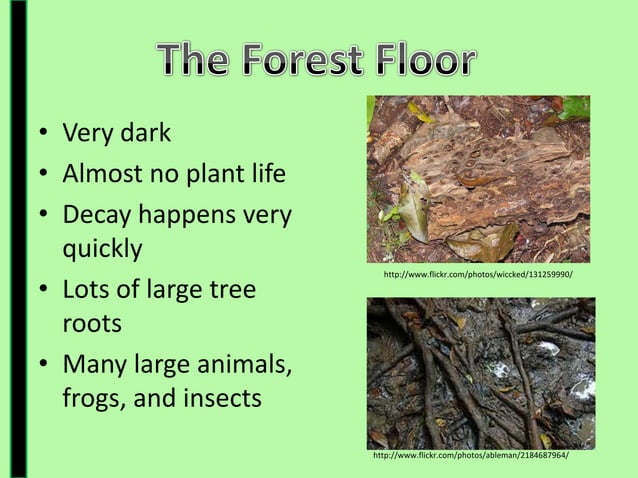 Rainforest Presentation | PPTX