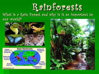 Rain forest presentation | PPT