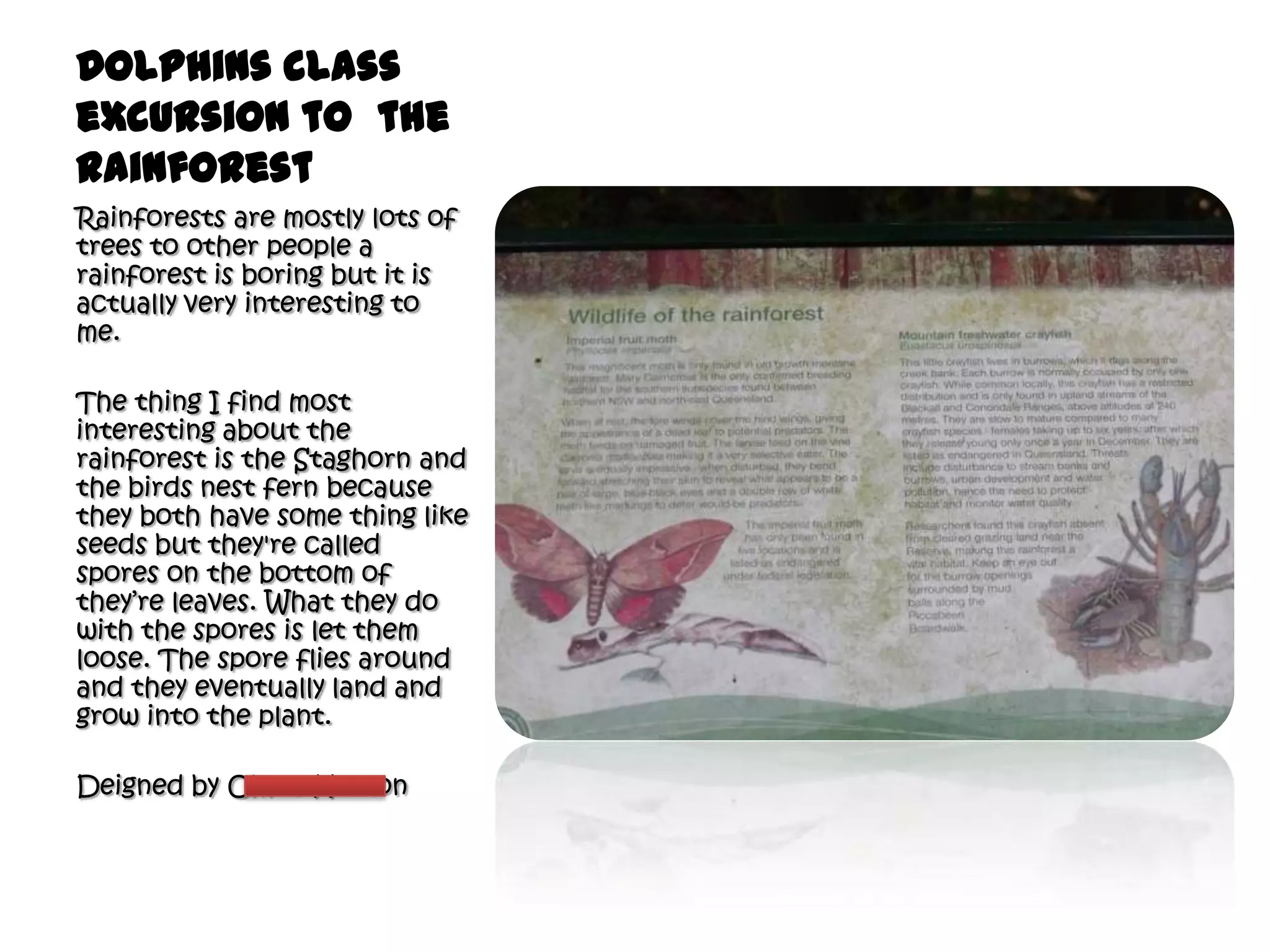 Rainforest presentation | PPTX