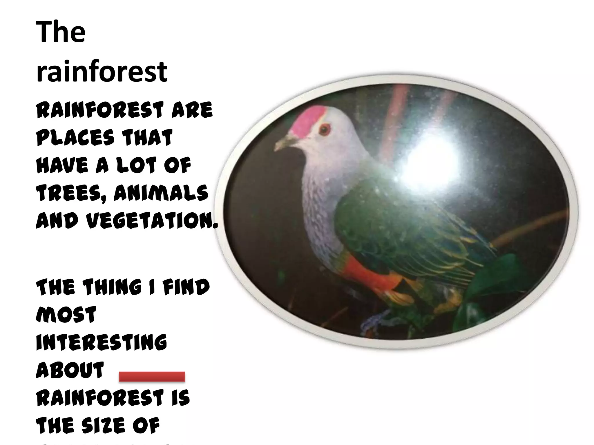 Rainforest presentation | PPTX