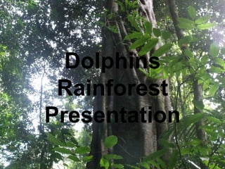 Rainforest presentation | PPTX