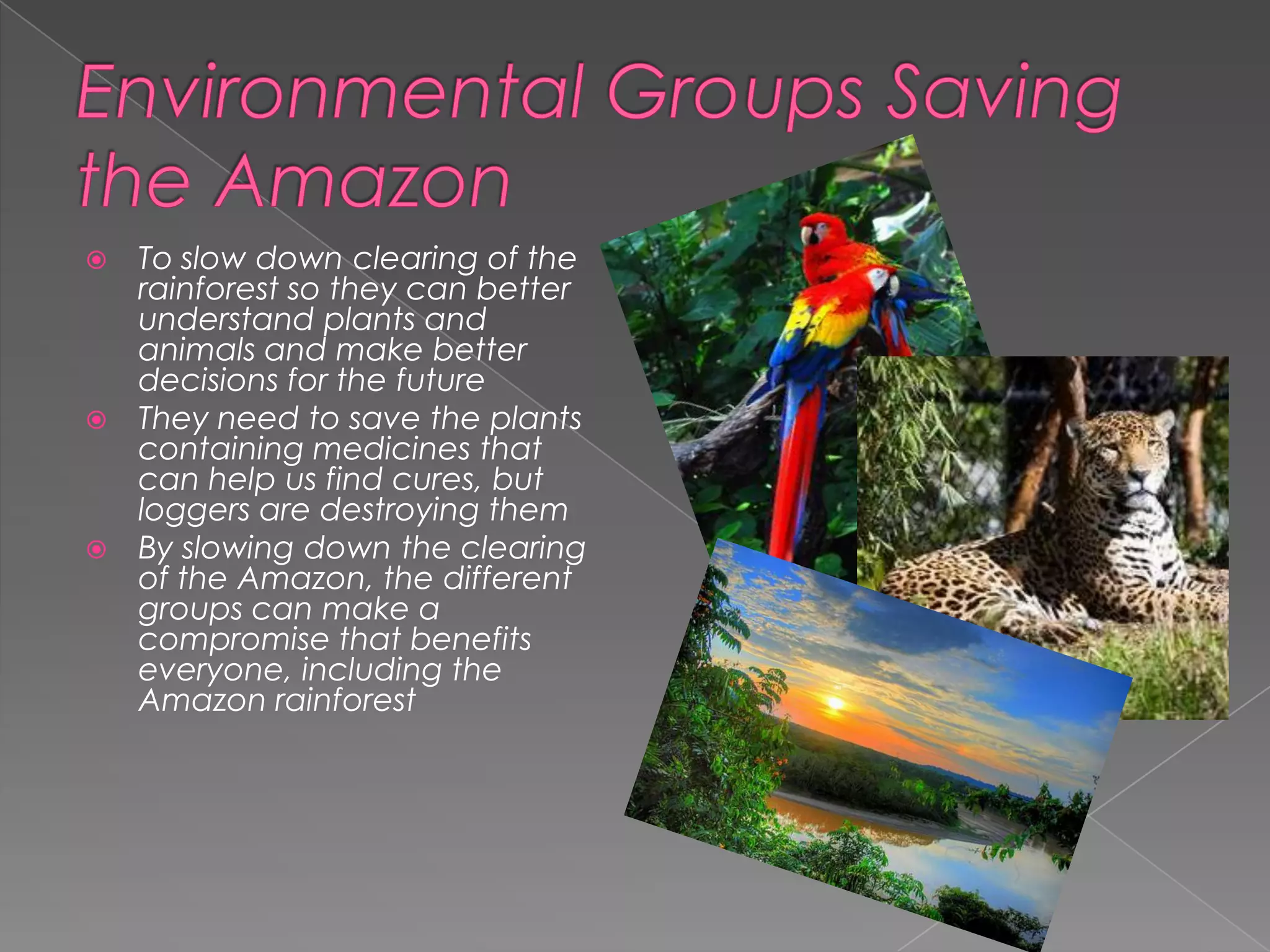 Rainforest research project powerpoint guidelines & model | PPT