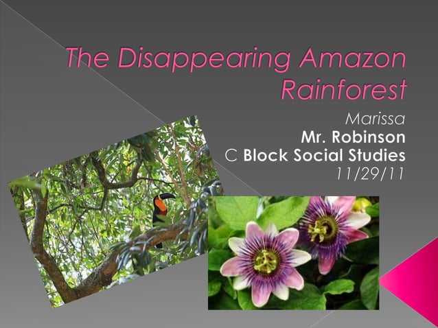 Rainforest research project powerpoint guidelines & model | PPT