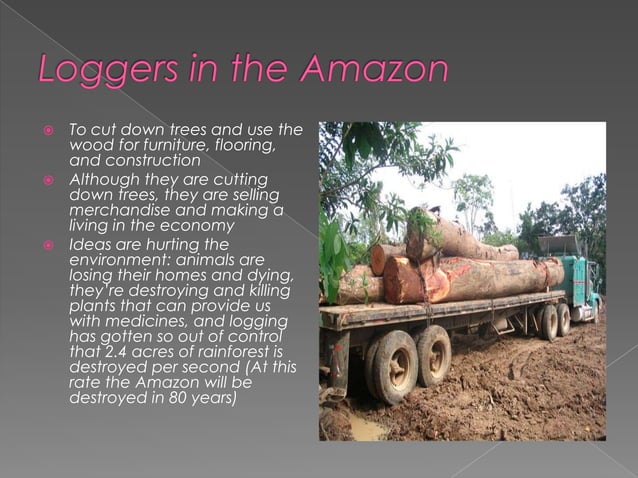 Rainforest research project powerpoint guidelines & model | PPT