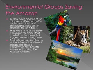 Rainforest research project powerpoint guidelines & model | PPT
