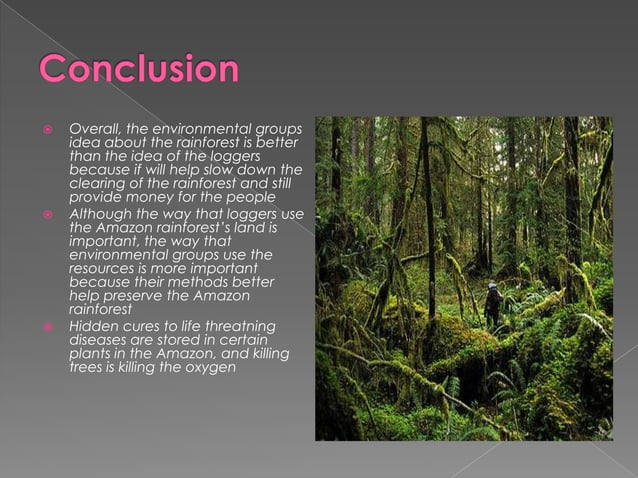 Rainforest research project powerpoint guidelines & model | PPT