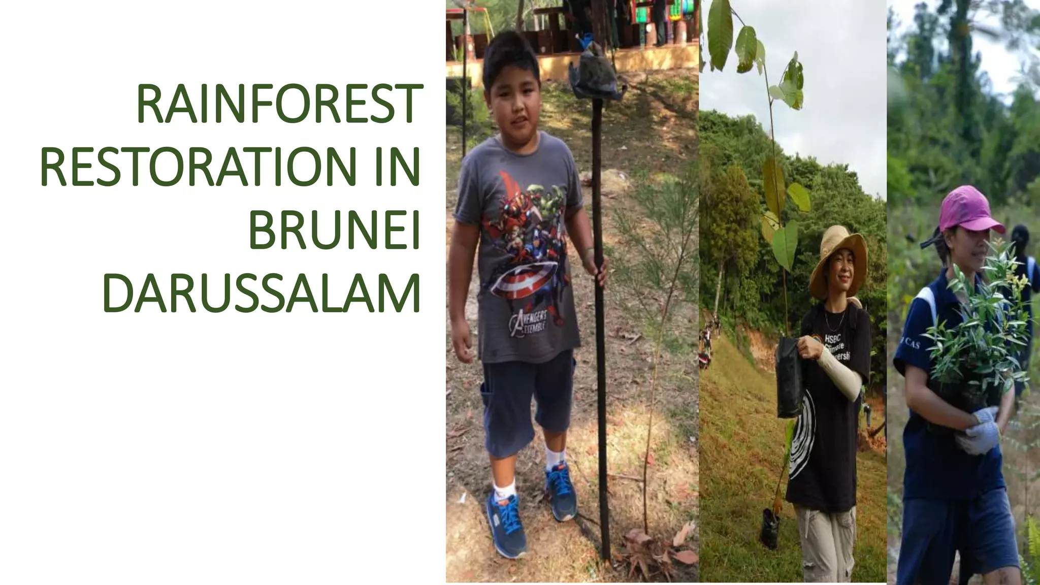 Rainforest Restoration in Brunei Darussalam | PPTX | Environmental ...