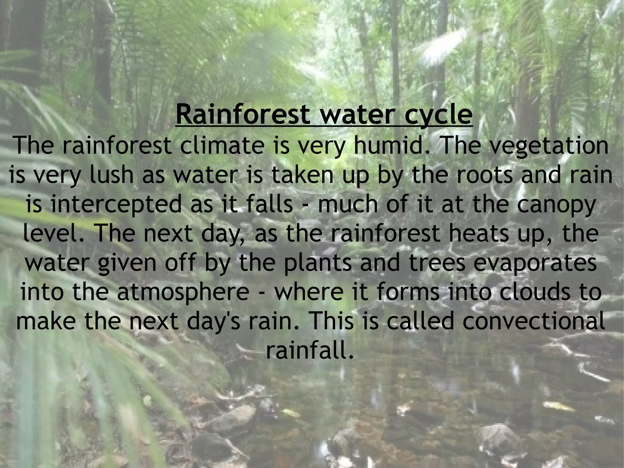 Rainforests | ODP