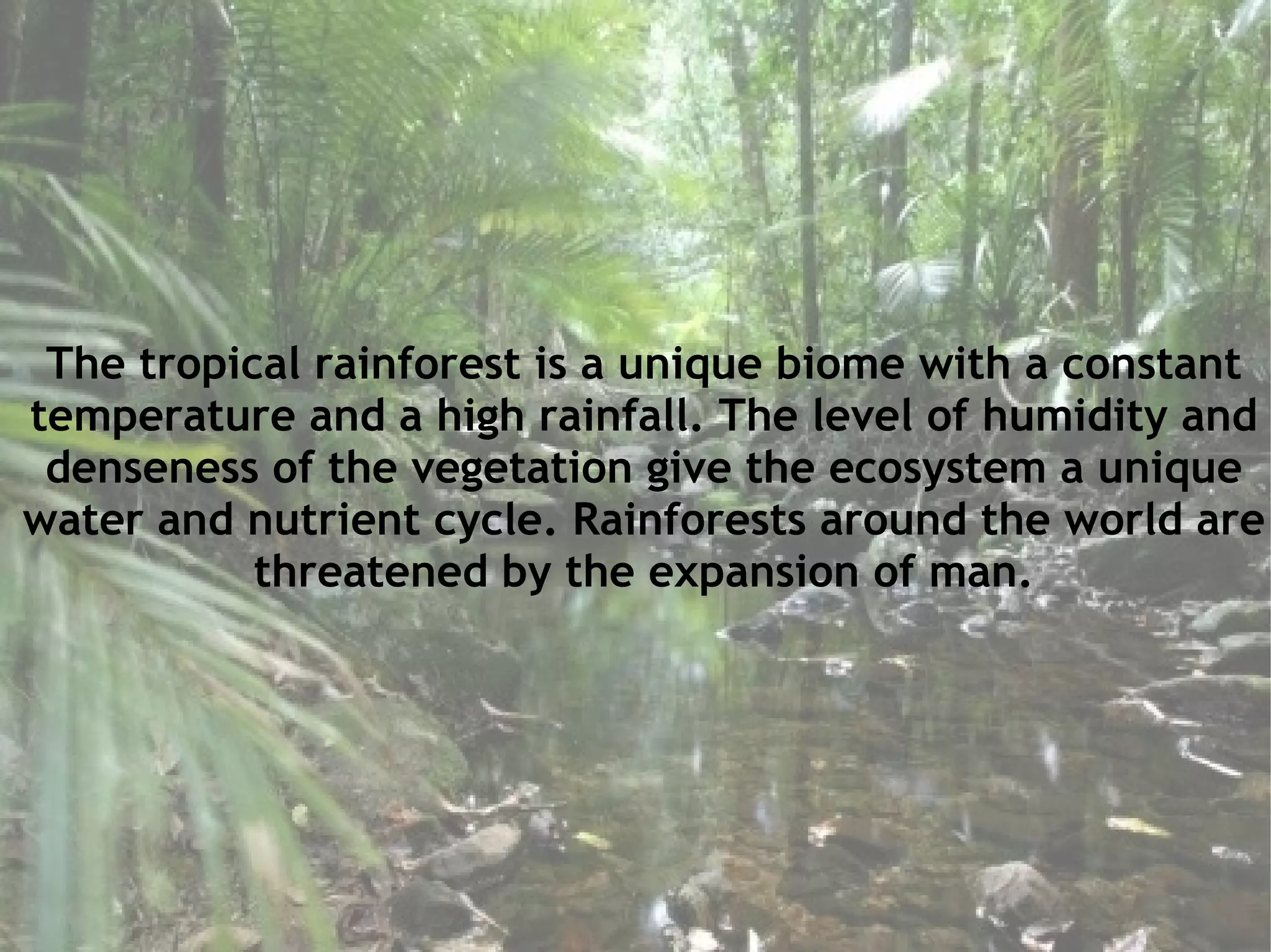 Rainforests | ODP