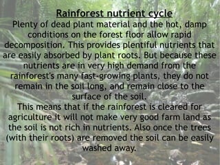 Rainforests | ODP