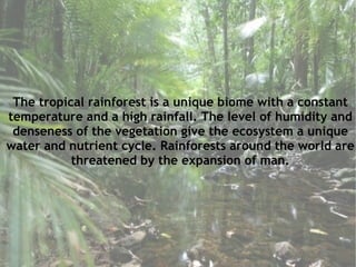 Rainforests | ODP