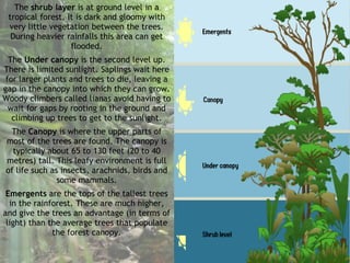 Rainforests | ODP