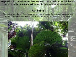 Rainforests | ODP