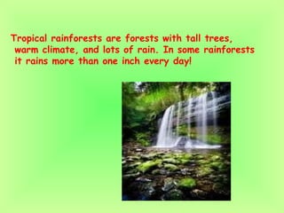 Rainforests | PPT | Geography | Science