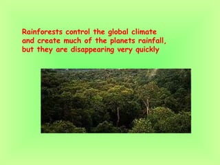Rainforests | PPT | Geography | Science