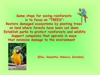 Rainforests | PPT | Geography | Science