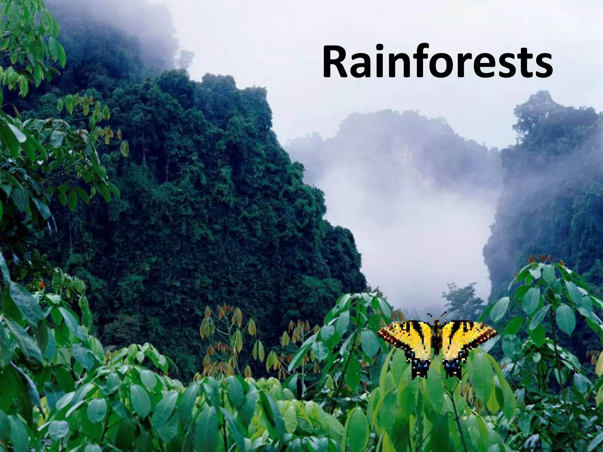 Rainforests | PPTX