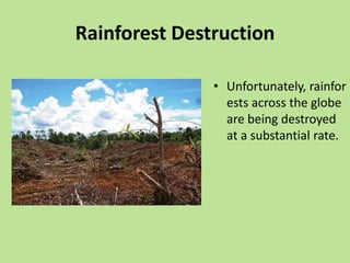 Rainforests | PPTX