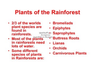 The Rainforest | PPT | Geography | Science