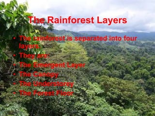 The Rainforest | PPT | Geography | Science