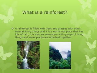 Rainforests | PPTX