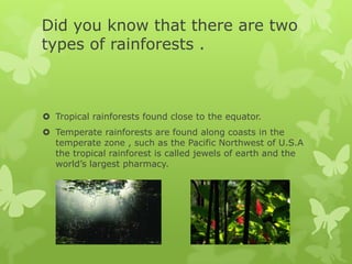 Rainforests | PPTX