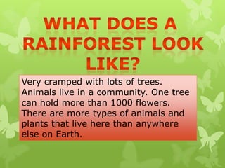 Rainforests | PPT