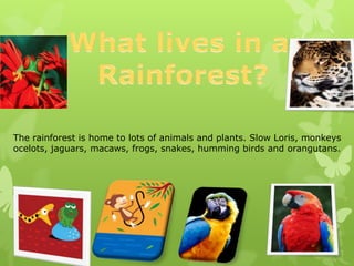 Rainforests | PPT