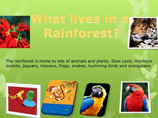 Rainforests | PPT