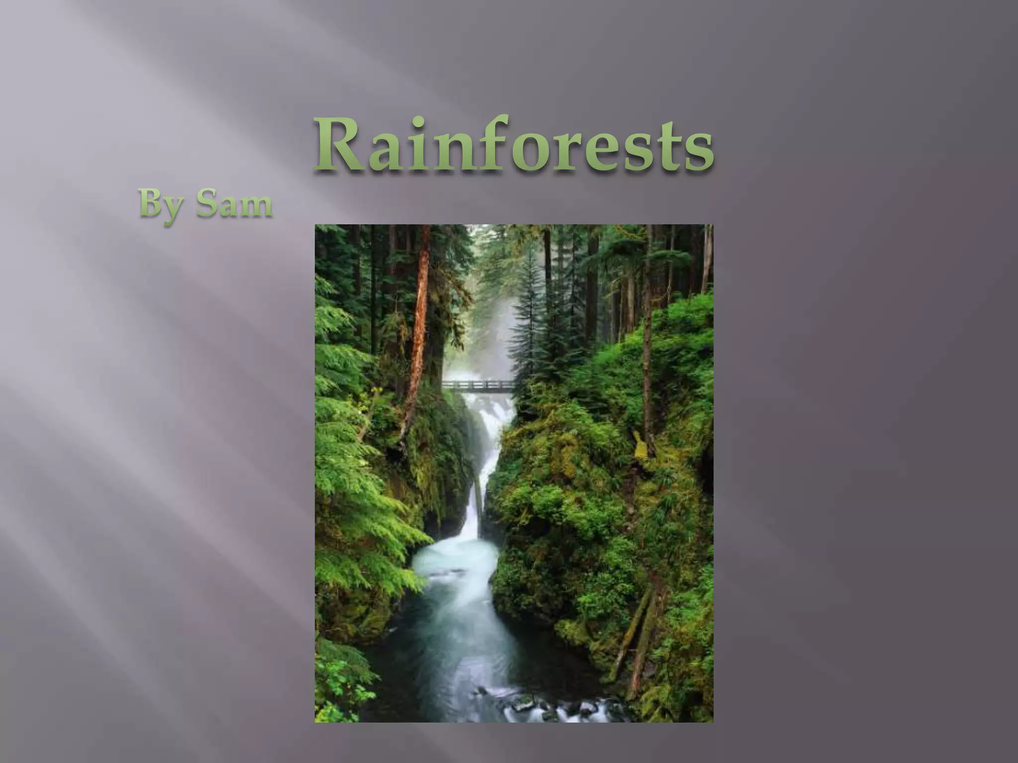 Rainforests | PPT